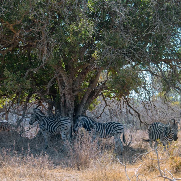 Dinokeng Game Reserve Guide - The Roaming Taster