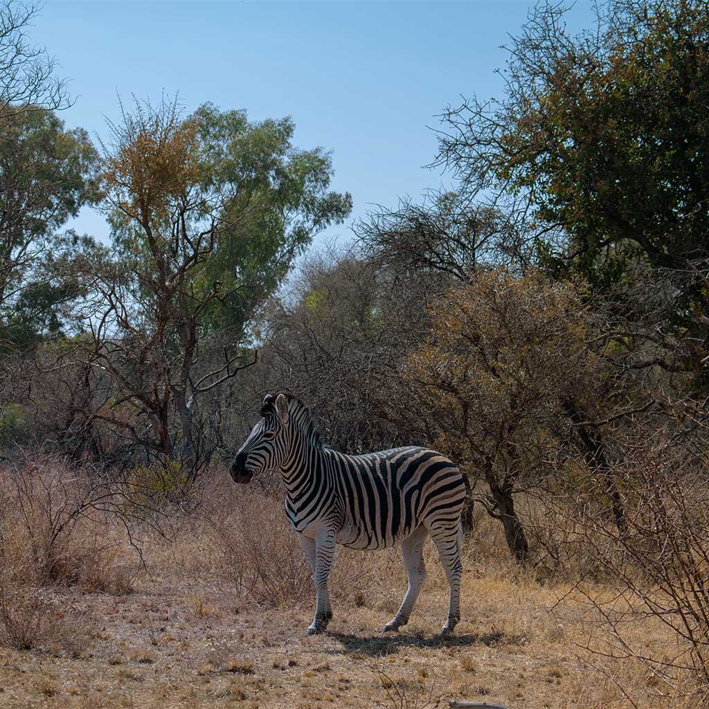 Dinokeng Game Reserve Guide - The Roaming Taster