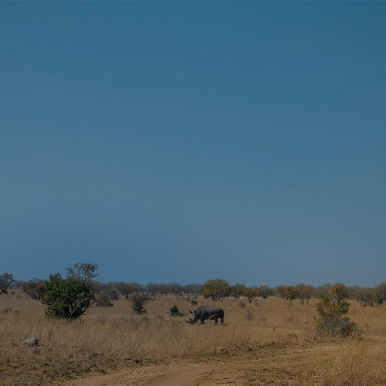 Dinokeng Game Reserve Guide - The Roaming Taster