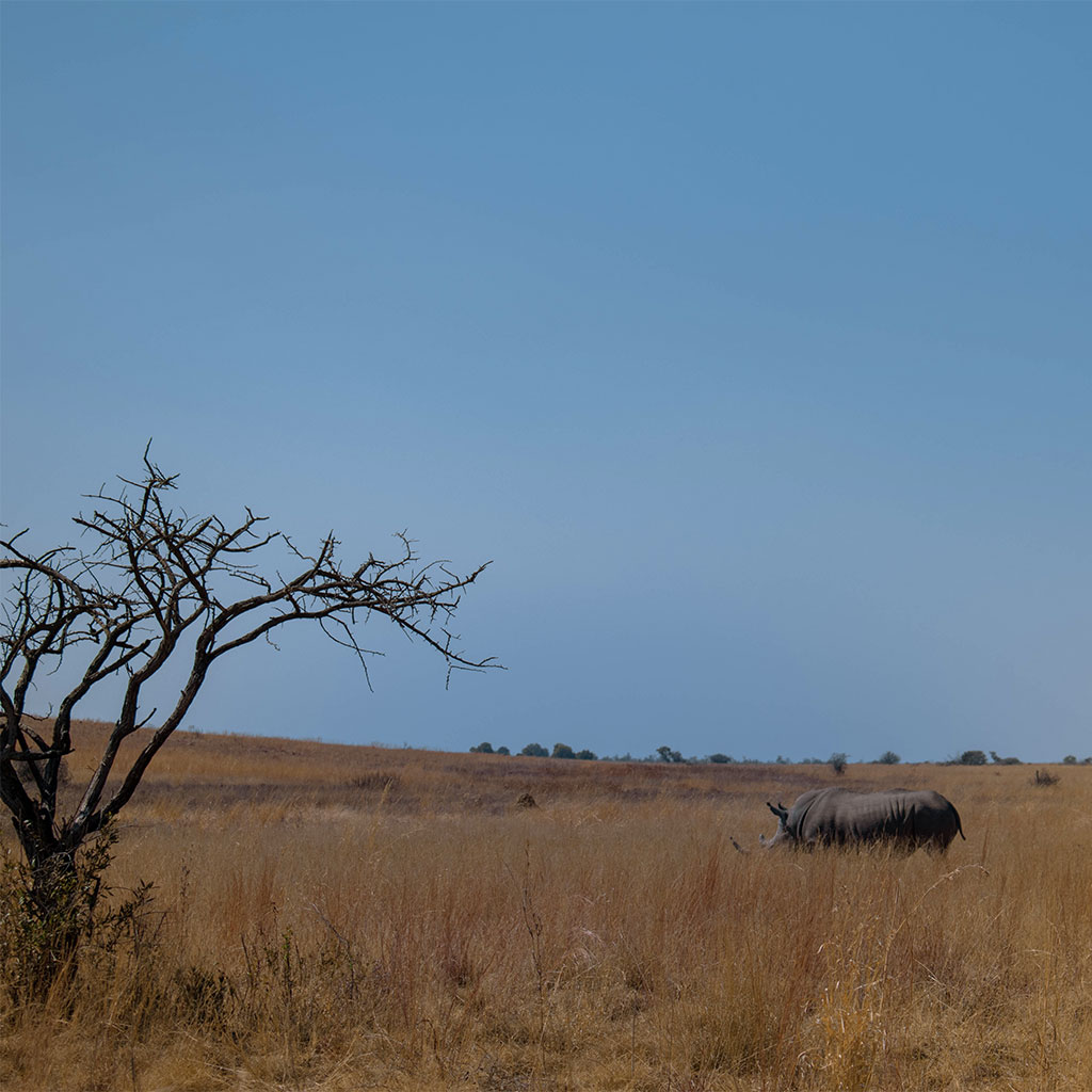 Dinokeng Game Reserve Guide - The Roaming Taster