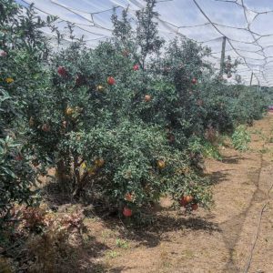 Ganico Organic Estate - The Roaming Taster