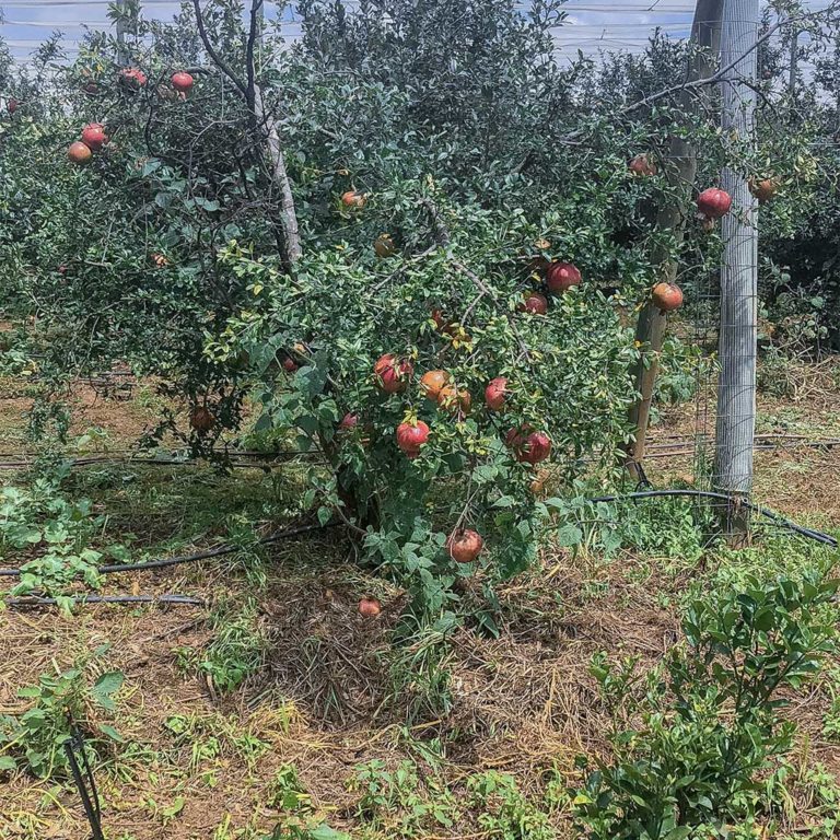 Ganico Organic Estate - The Roaming Taster