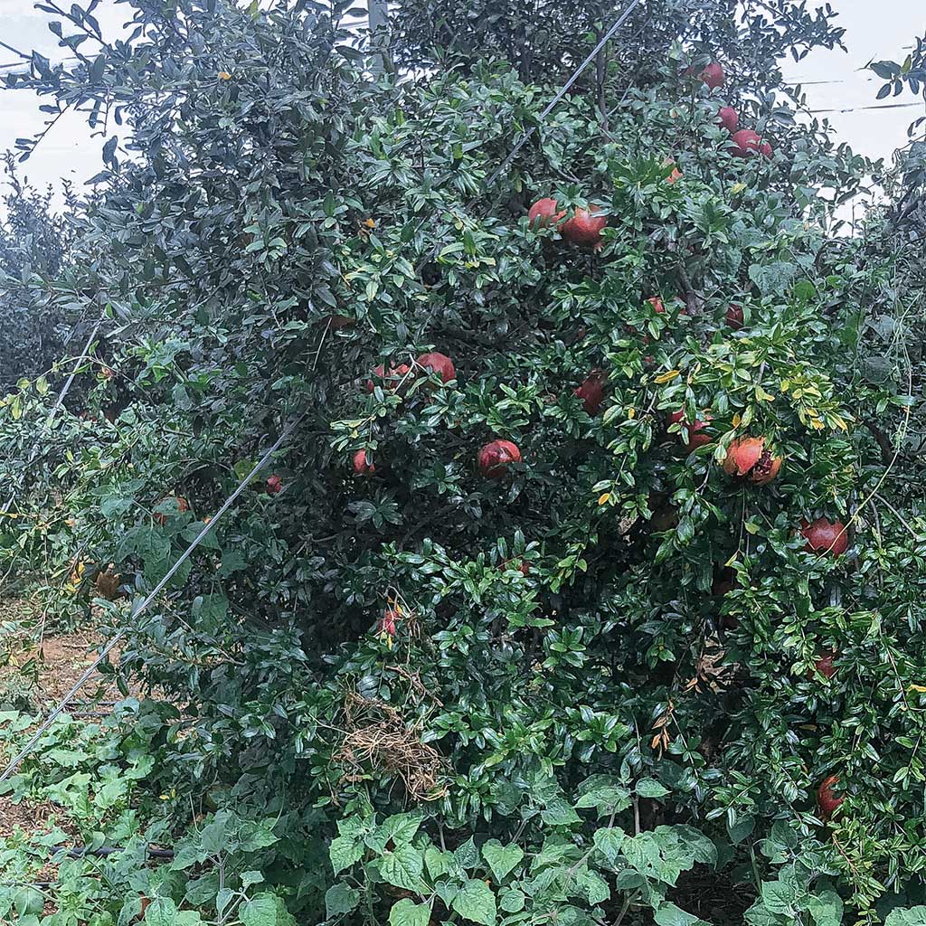 Ganico Organic Estate - The Roaming Taster