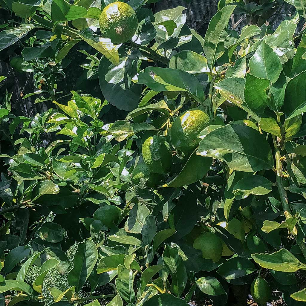 Ganico Organic Estate - The Roaming Taster