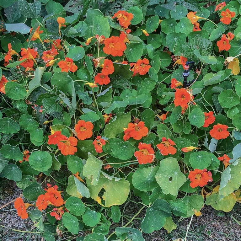 Ganico Organic Estate - The Roaming Taster