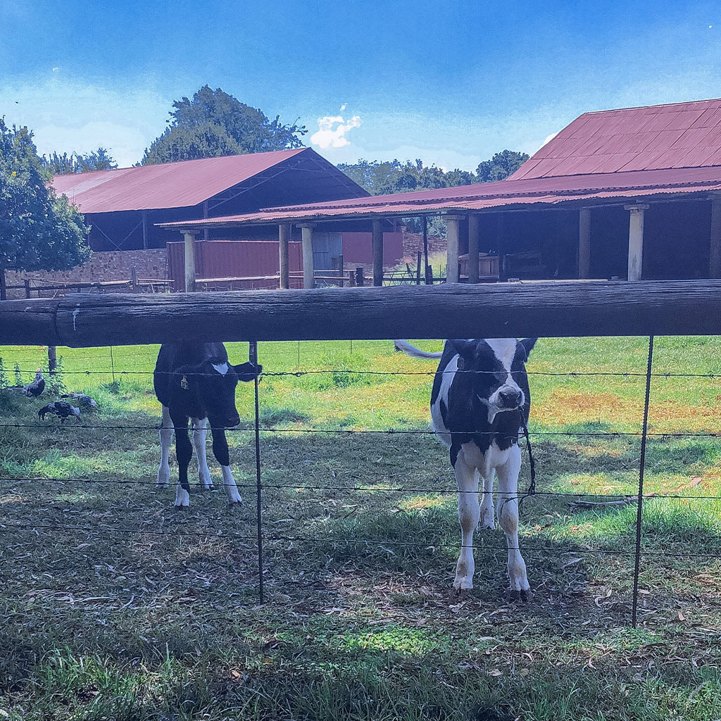 Irene Dairy Farm - The Roaming Taster