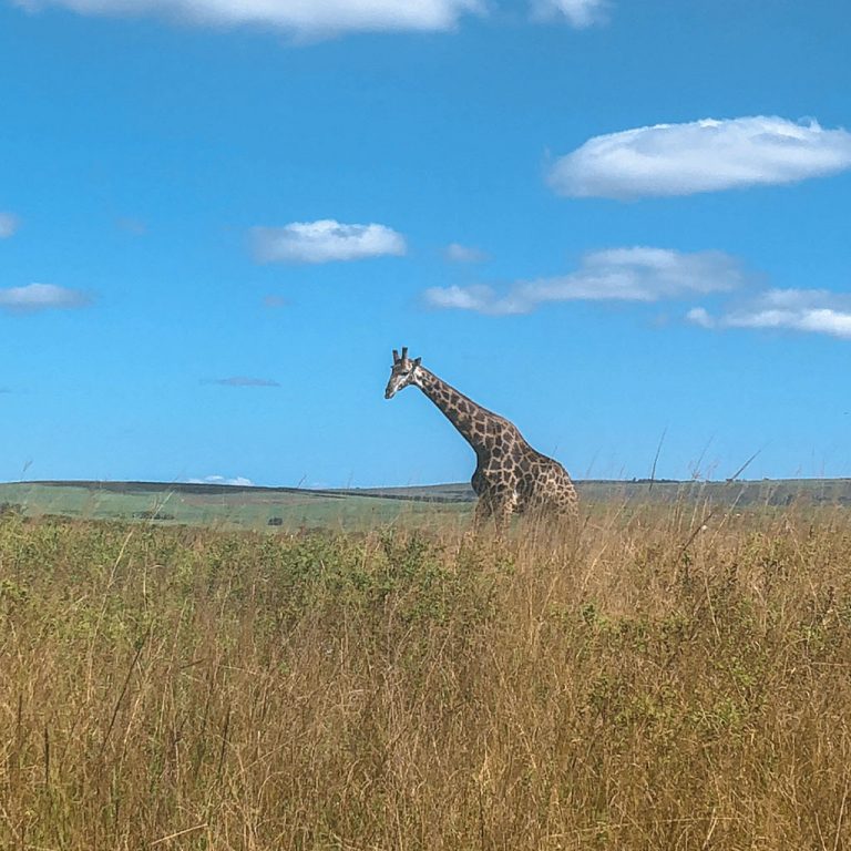 Tala Game Reserve - The Roaming Taster